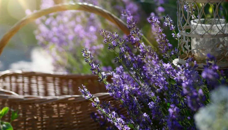 Hidden Tips for Pest and Mold Prevention in Your Log Cabin